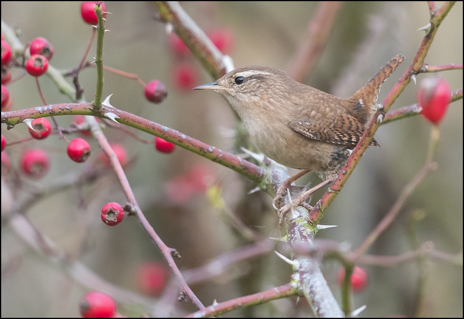 Little Dicky Bird Living Afloat Canal World
