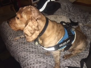 Dog Harness - Boat Equipment - Canal World