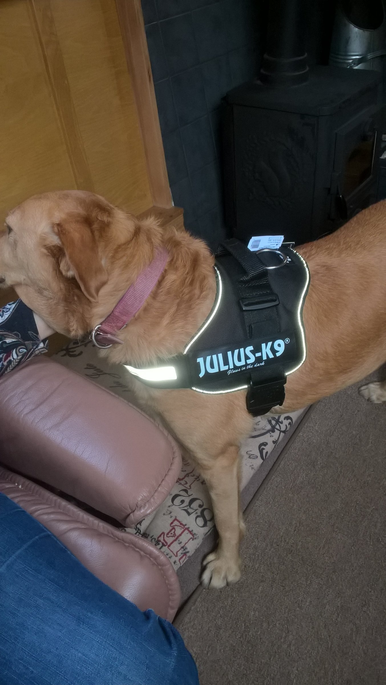 Dog Harness - Boat Equipment - Canal World