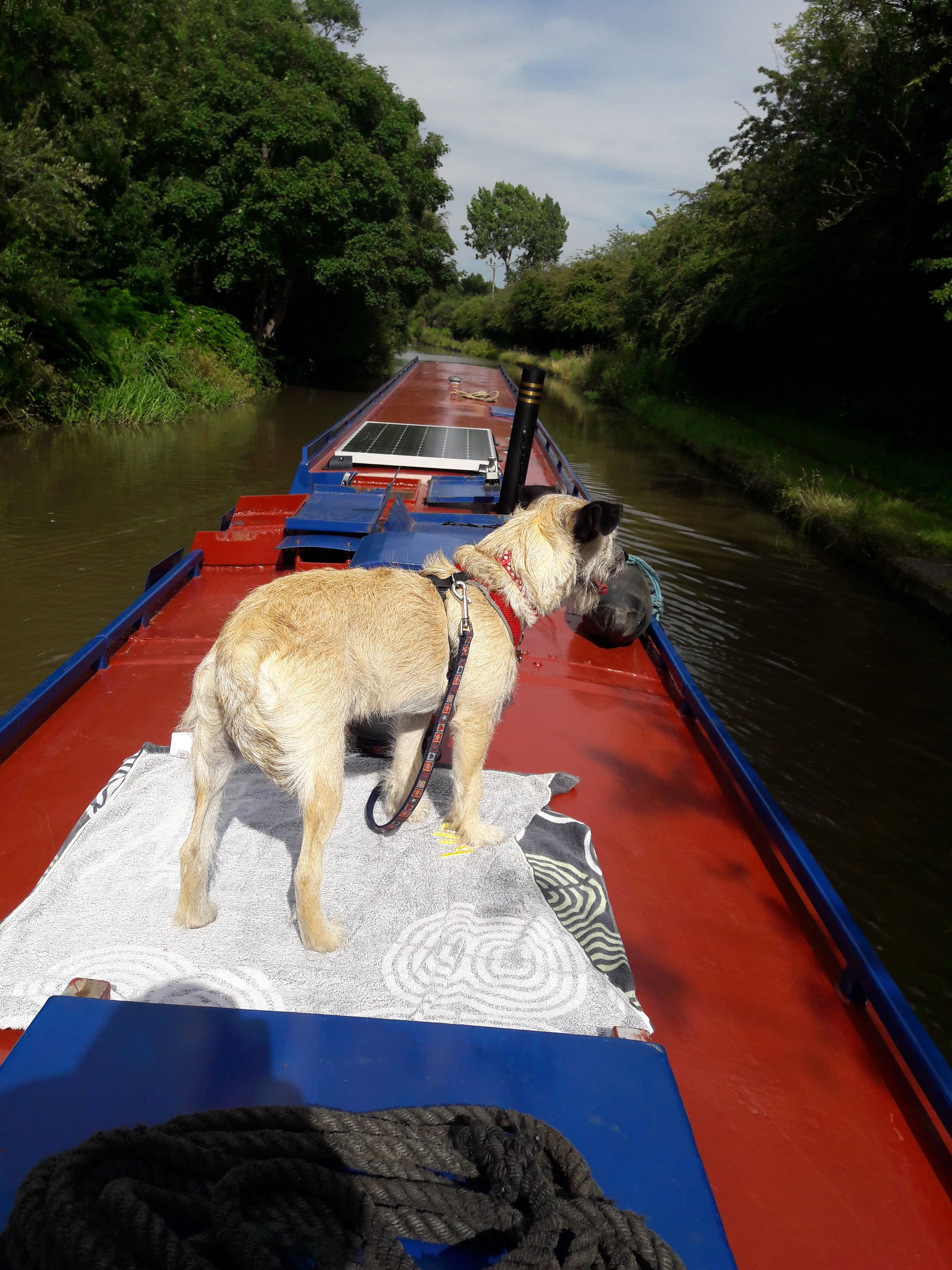 Boating with Dogs - General Boating - Canal World
