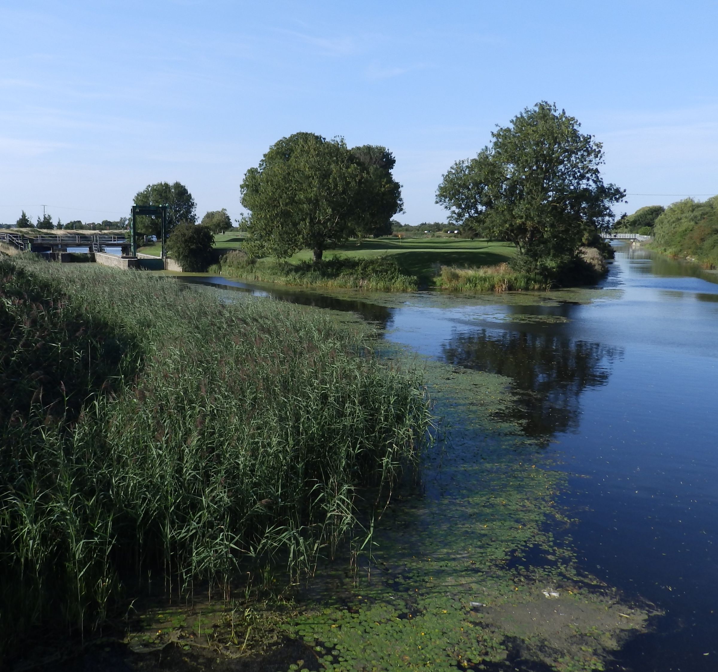 Tonic required. Send in your photos of what is nice on the waterways ...