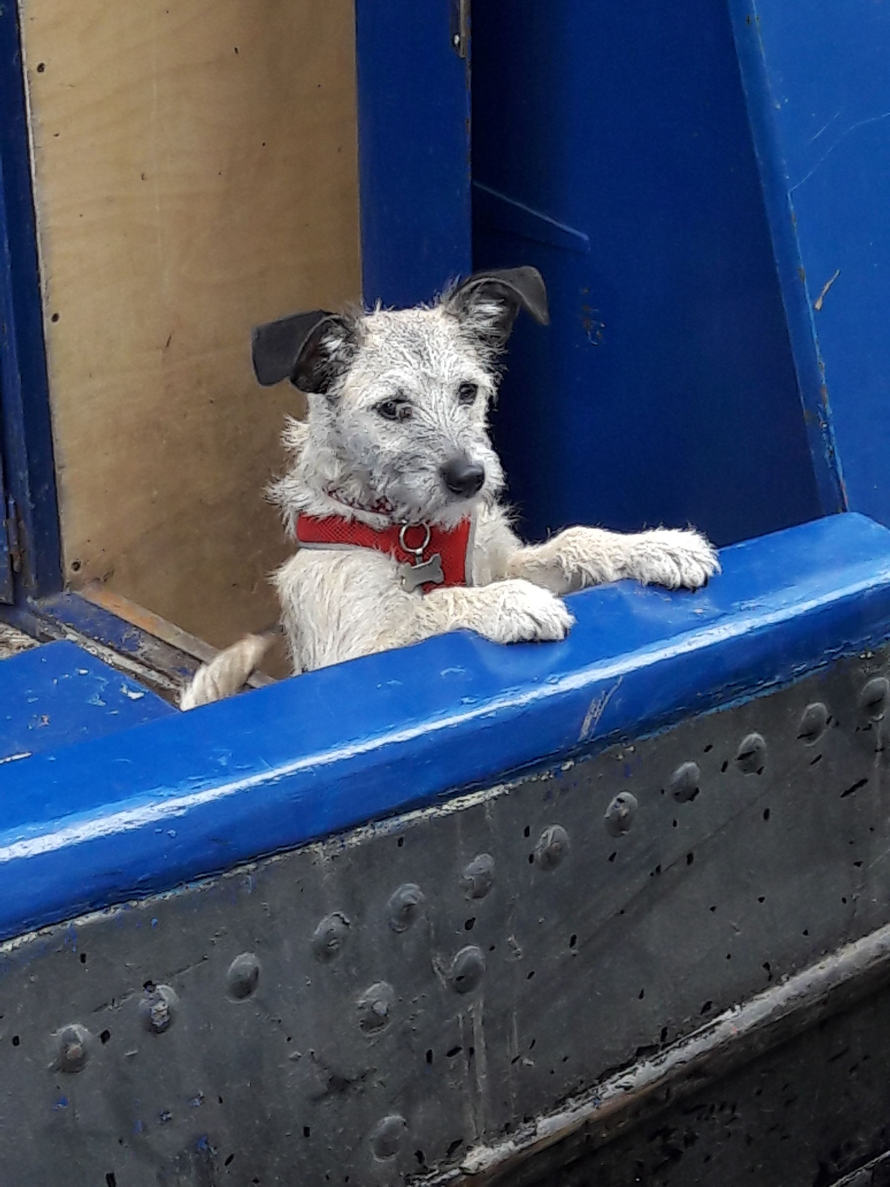 Who has a dog on board? - General Boating - Canal World