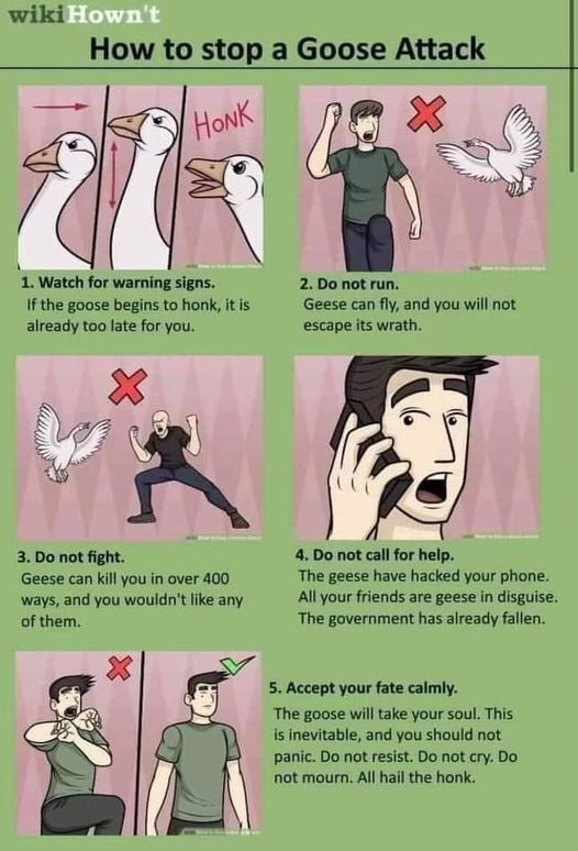 When Geese attack!! What to do - General Boating - Canal World