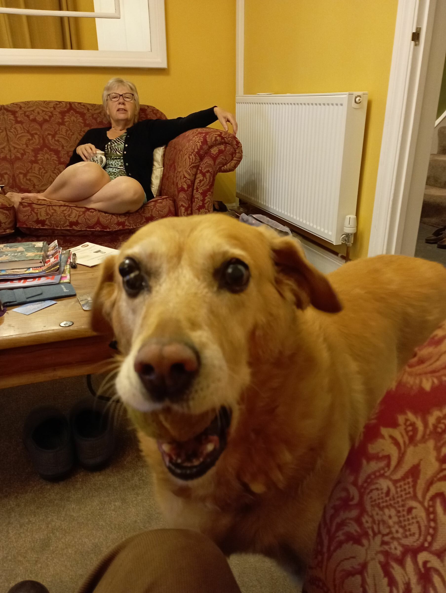 A plea to dog owners on the cut (and general) - Page 6 - General ...