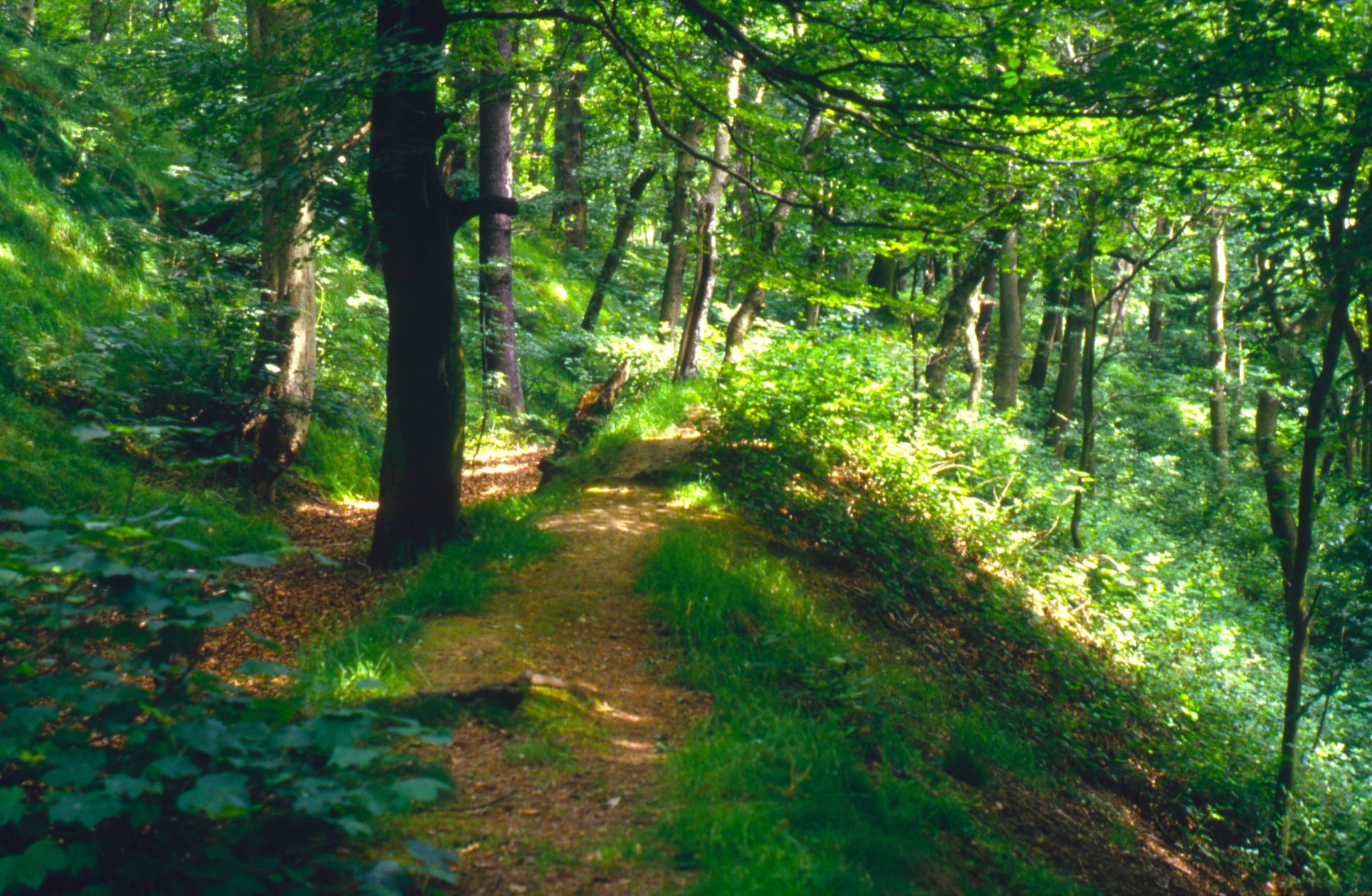 Cinderford Canal, Forest of Dean - History & Heritage - Canal World