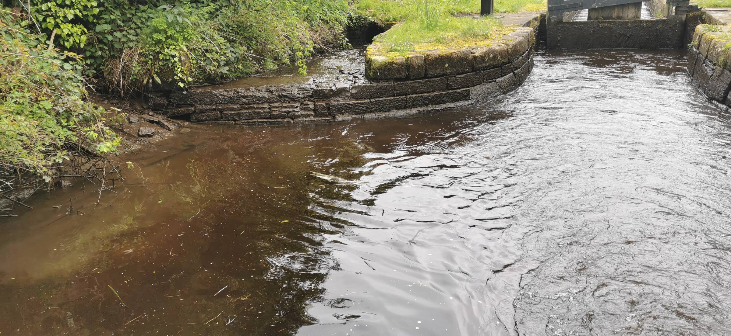 Tonic required. Send in your photos of what is nice on the waterways ...