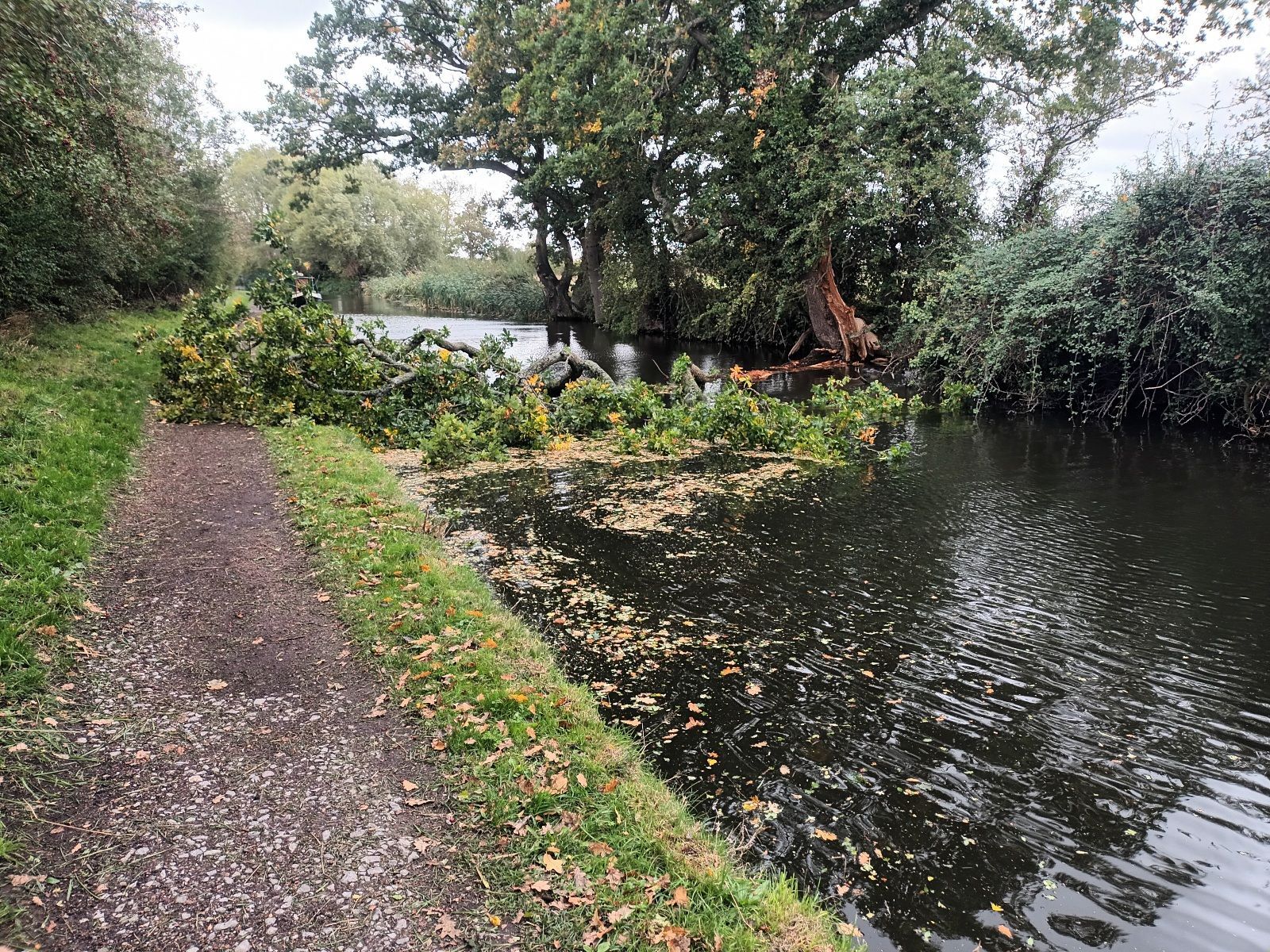 Tree Down Above The Bratch 4/10/25 - General Boating - Canal World